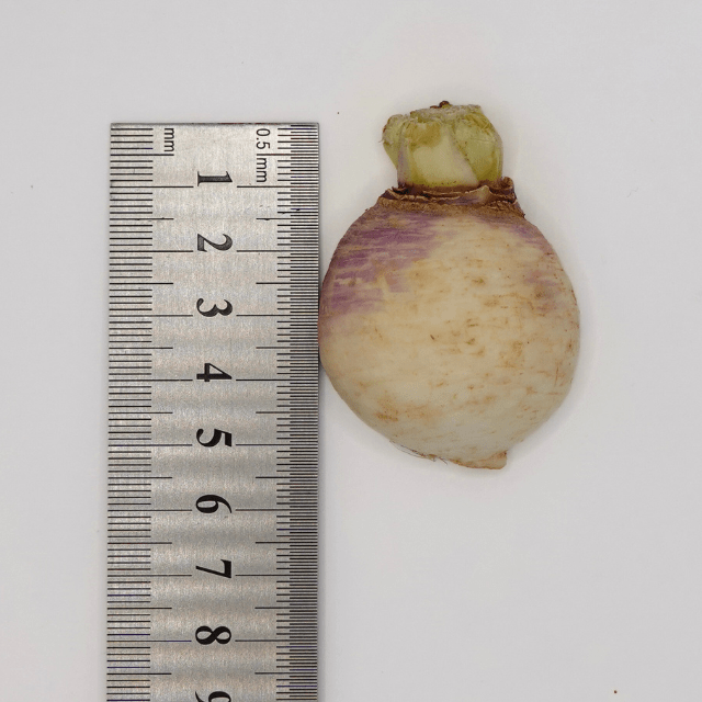 Baby Turnips – Africas Best Foods